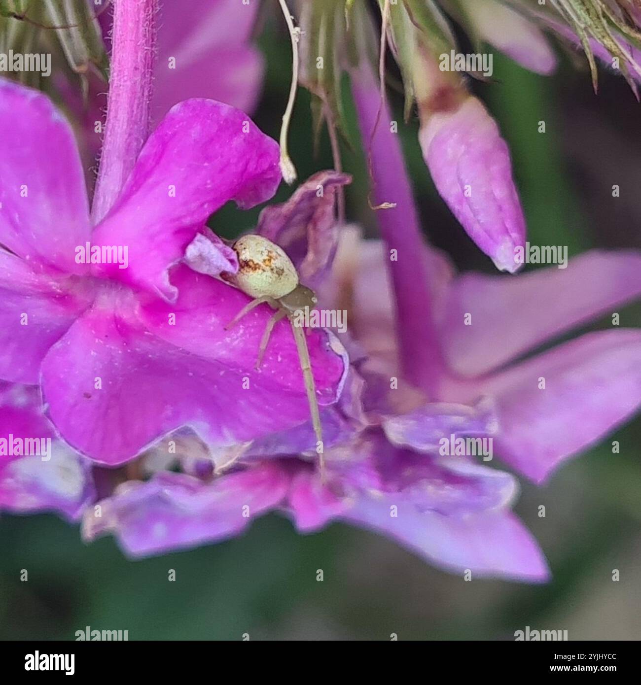 Triangle Crab Spider (Ebrechtella tricuspidata Stock Photo - Alamy