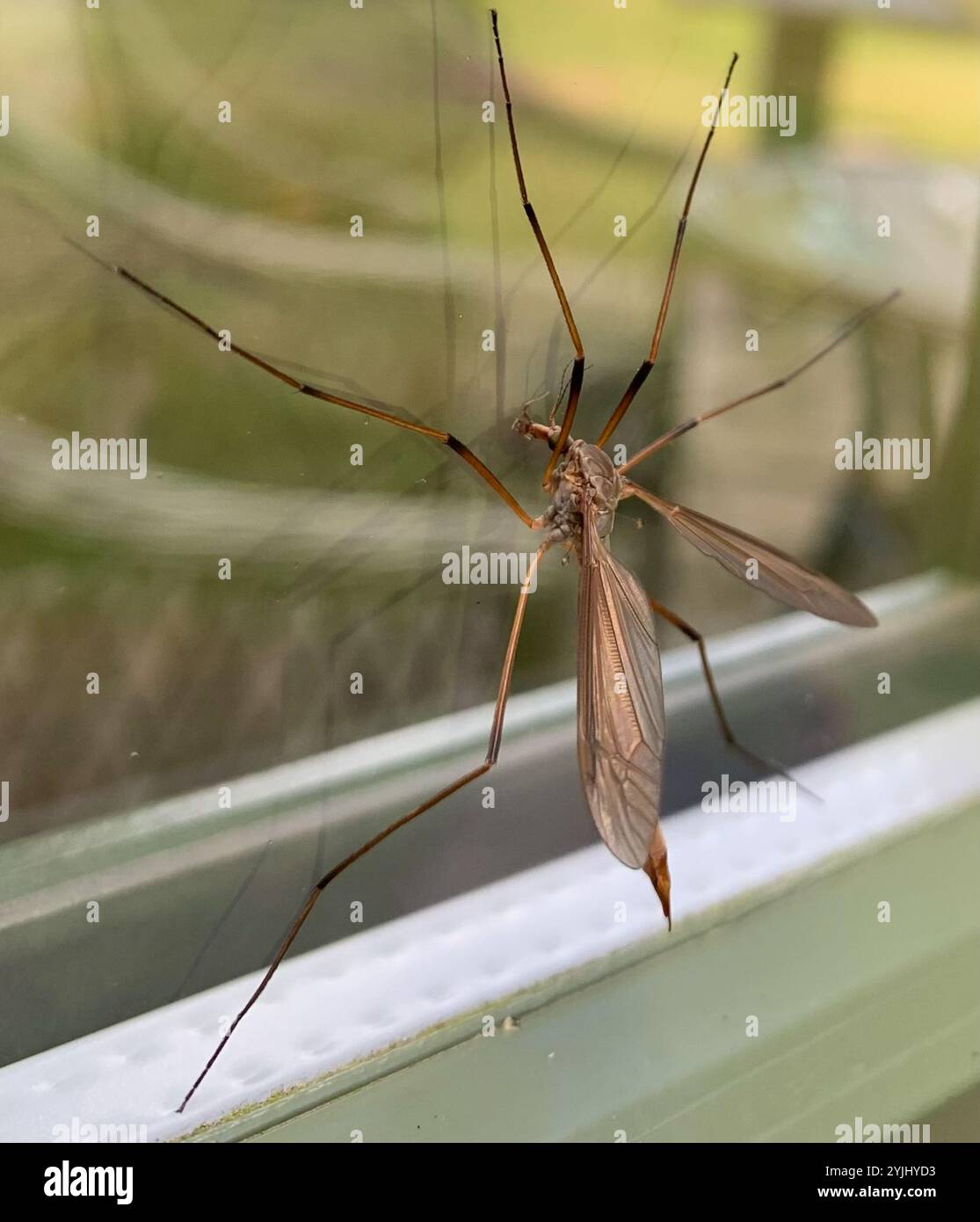 European Crane Fly (Tipula paludosa Stock Photo - Alamy