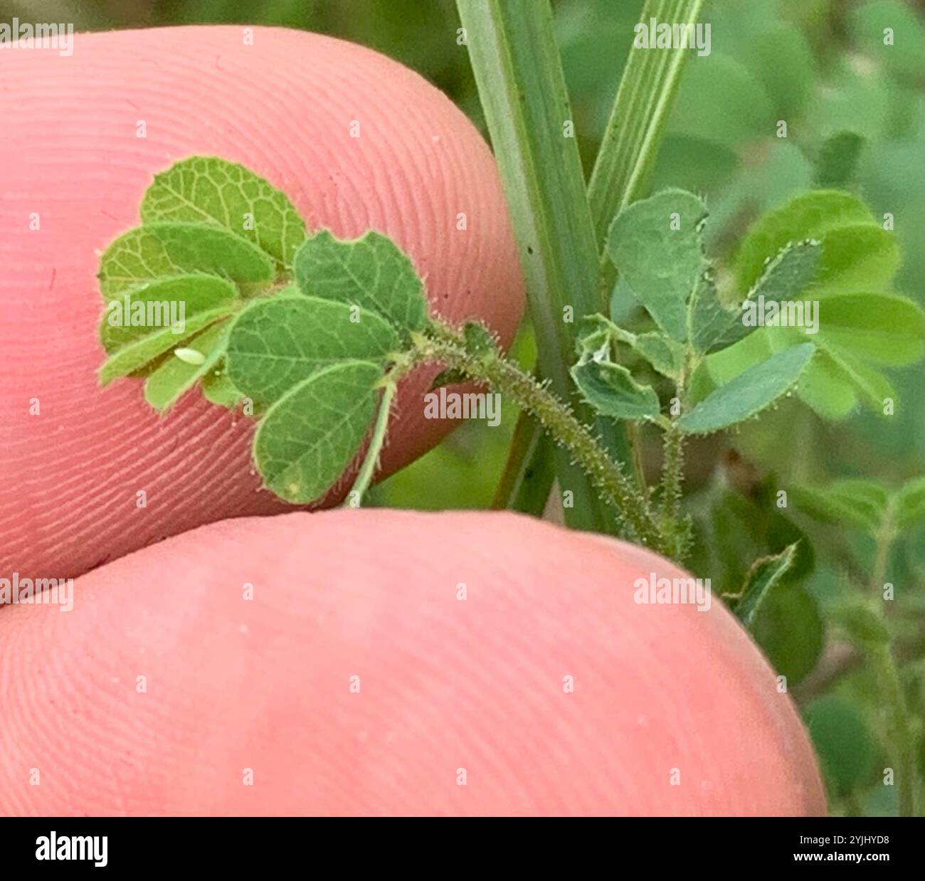 Sticky Jointvetch (Ctenodon viscidulus Stock Photo - Alamy