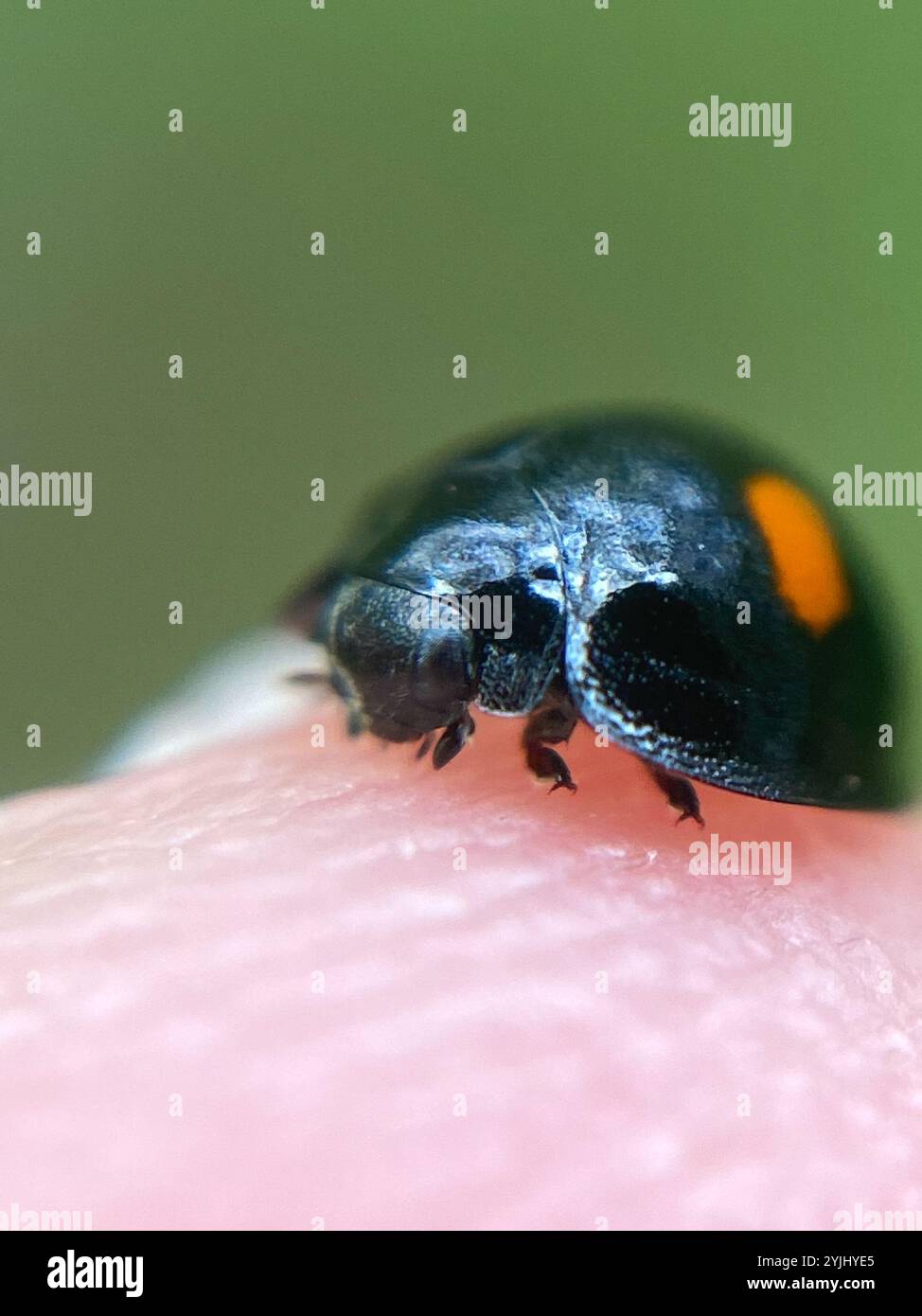 Kidney-spot Ladybird (Chilocorus renipustulatus Stock Photo - Alamy