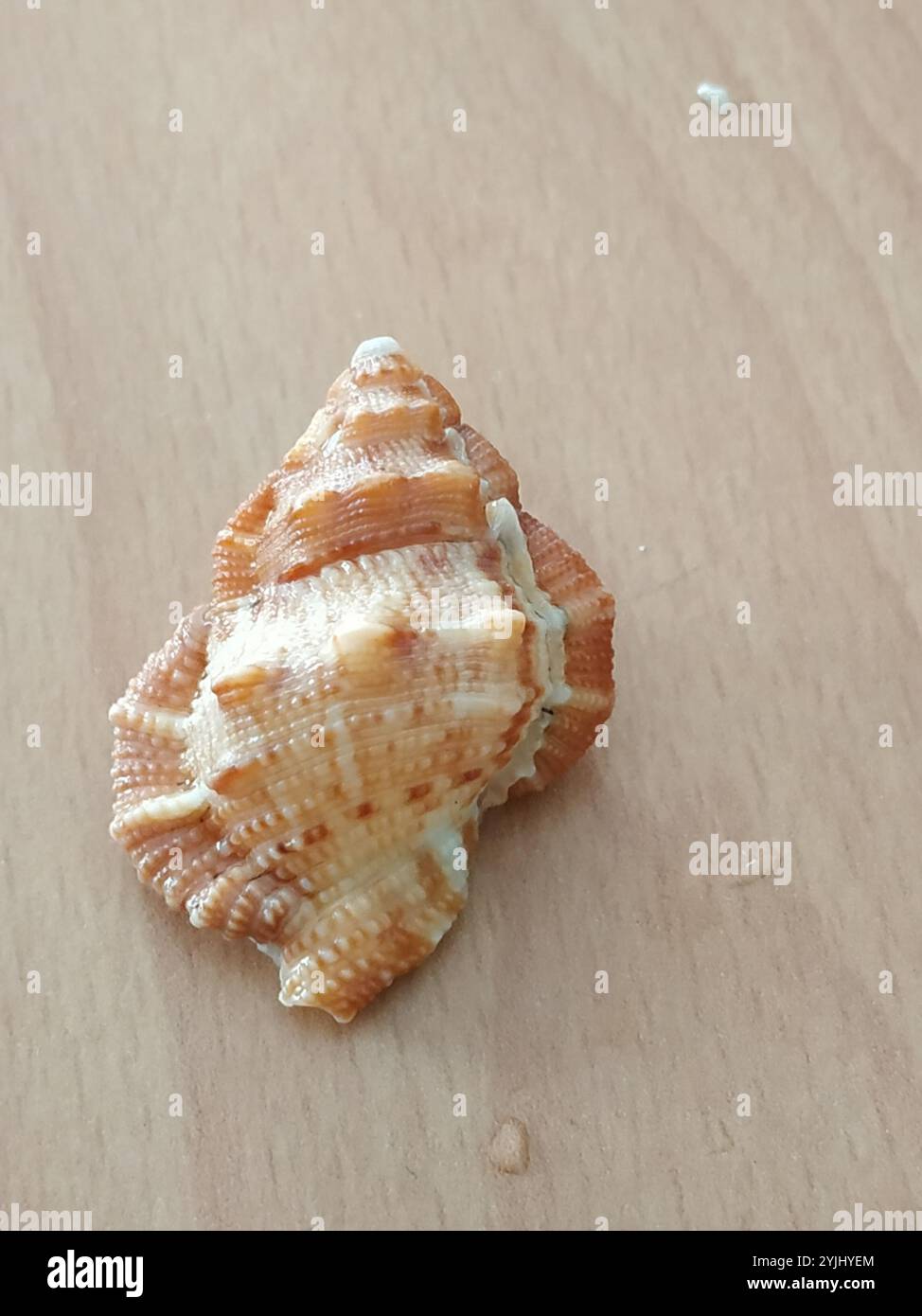 Frog Snails (Bursidae Stock Photo - Alamy