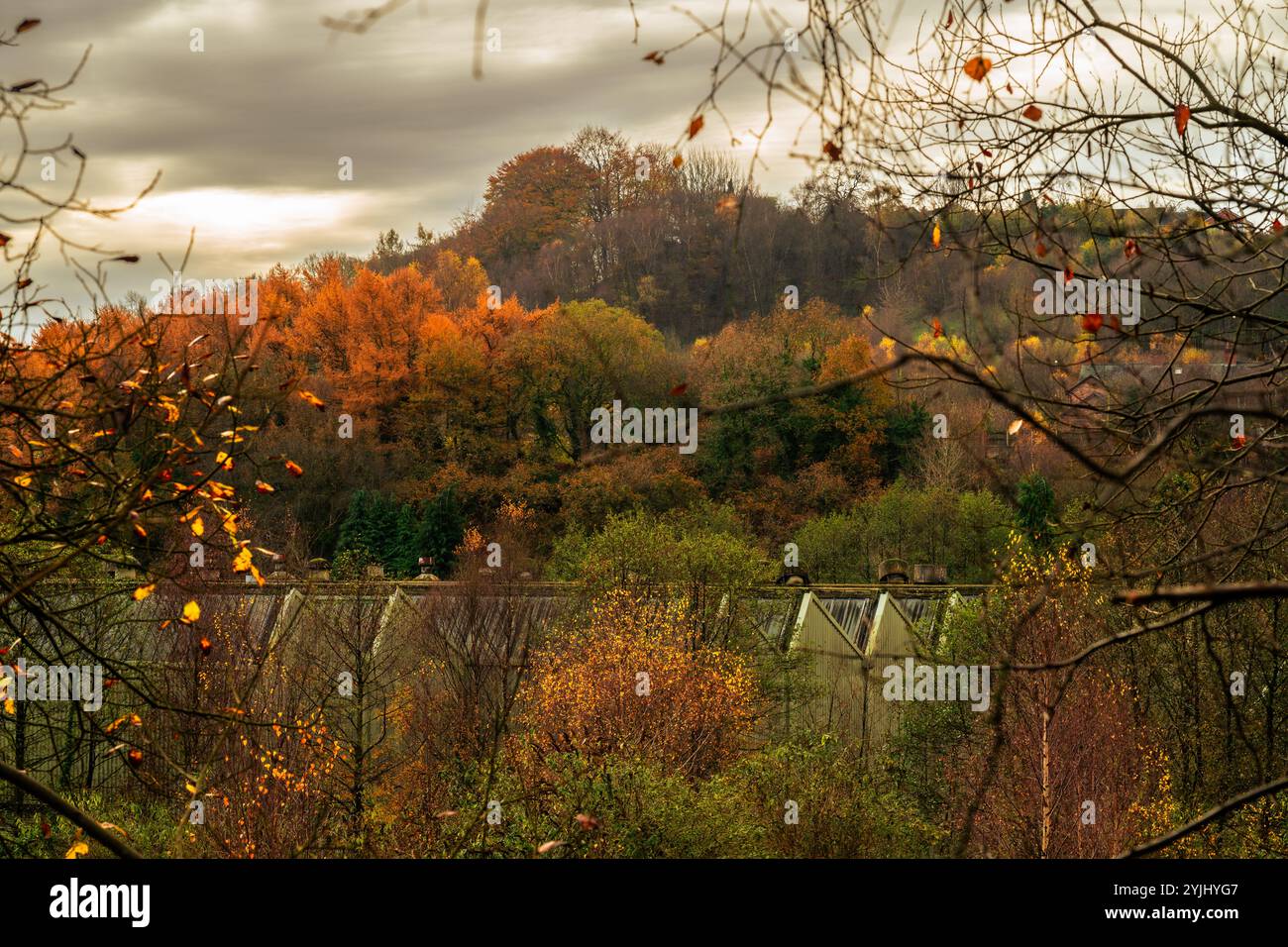 Vibrant autumn, fall tree and leaf colours along the Caldon canal ...