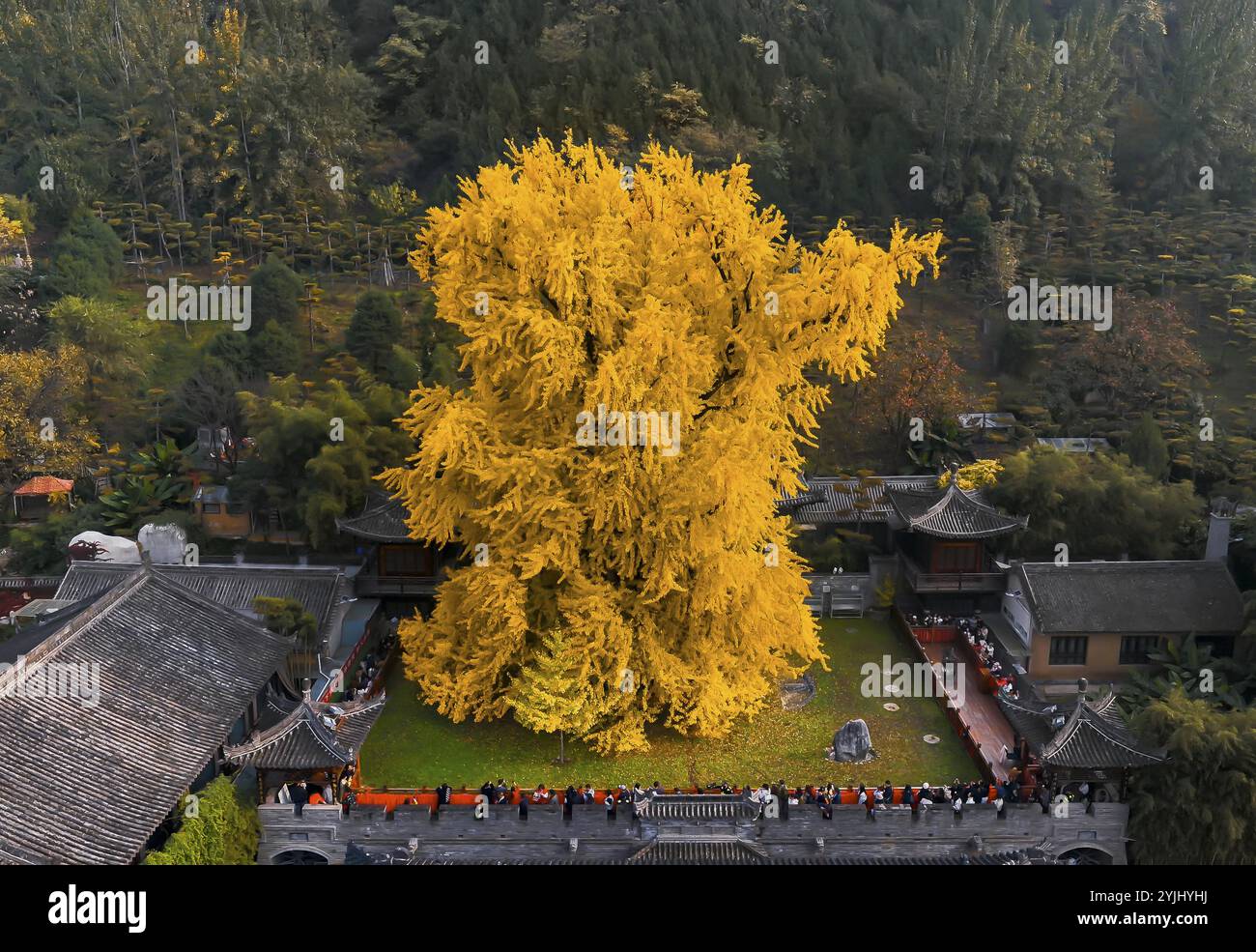 Aerial photo shows an ancient ginkgo tree at a temple in Xi'an City ...