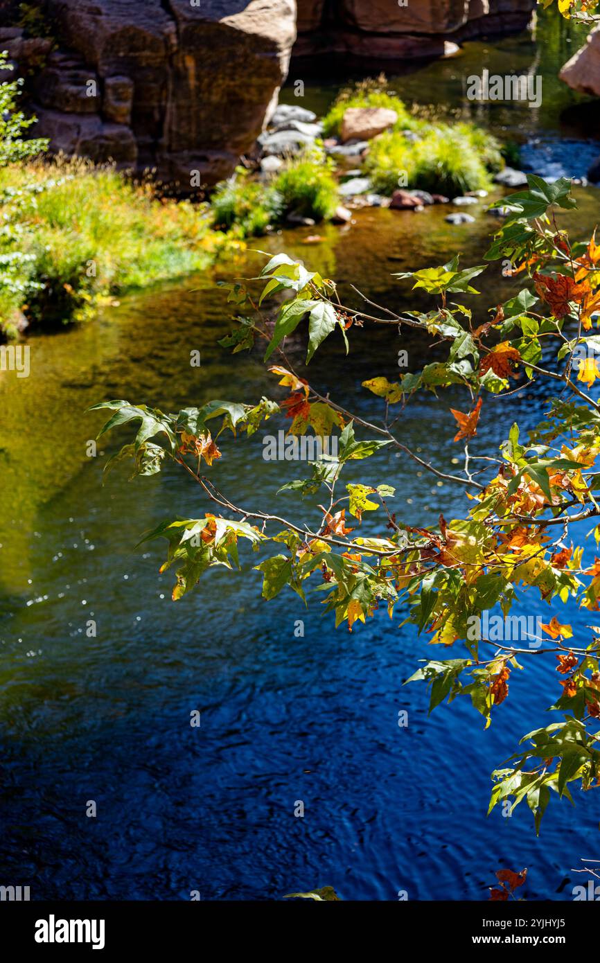 Water oasis scene in the desert behind orange and green leaves Stock ...