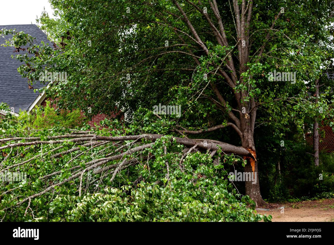 Bradford Pear trees with a large broken branch Stock Photo - Alamy