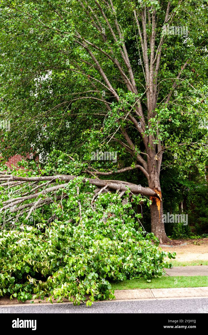 Bradford Pear trees with a large broken branch Stock Photo - Alamy