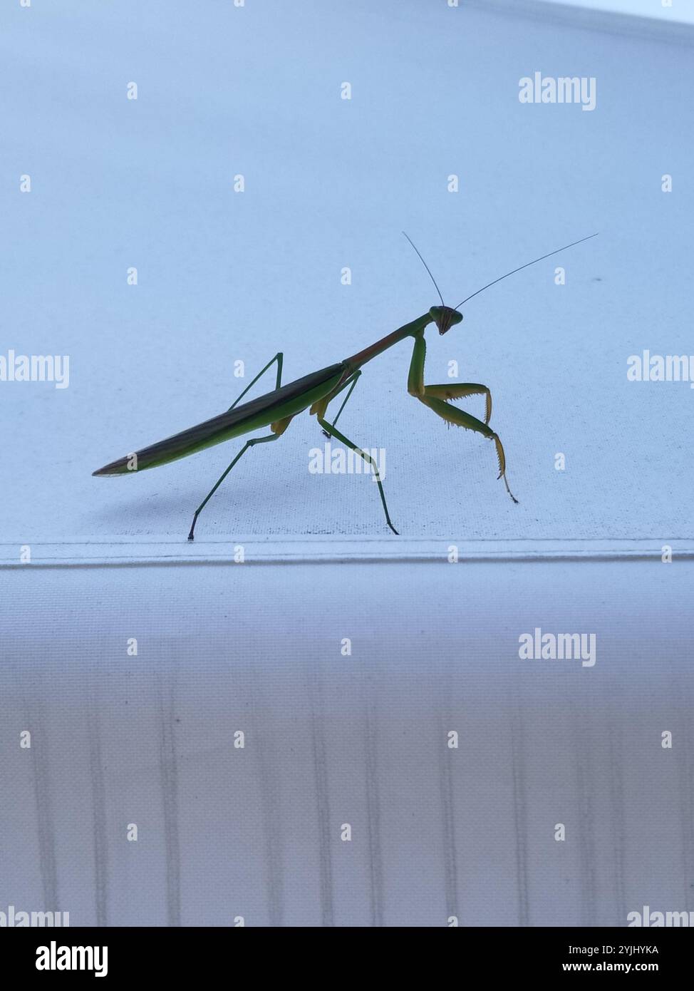 Chinese Mantis (Tenodera sinensis Stock Photo - Alamy