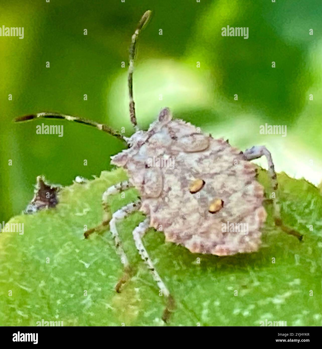 Horned Squash Bug (Anasa armigera Stock Photo - Alamy