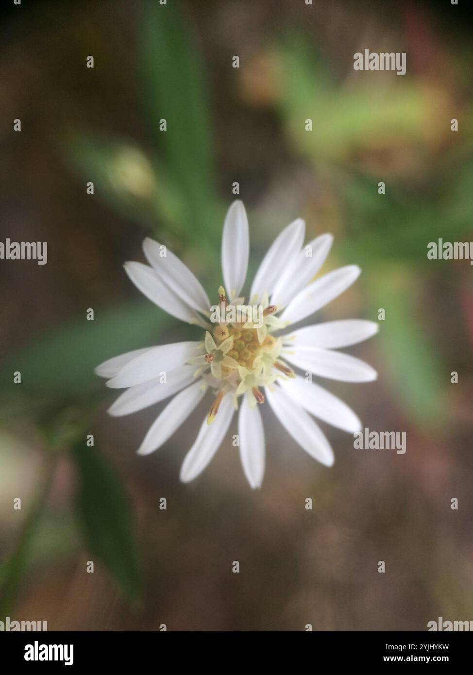 Tradescant's aster (Symphyotrichum tradescantii Stock Photo - Alamy