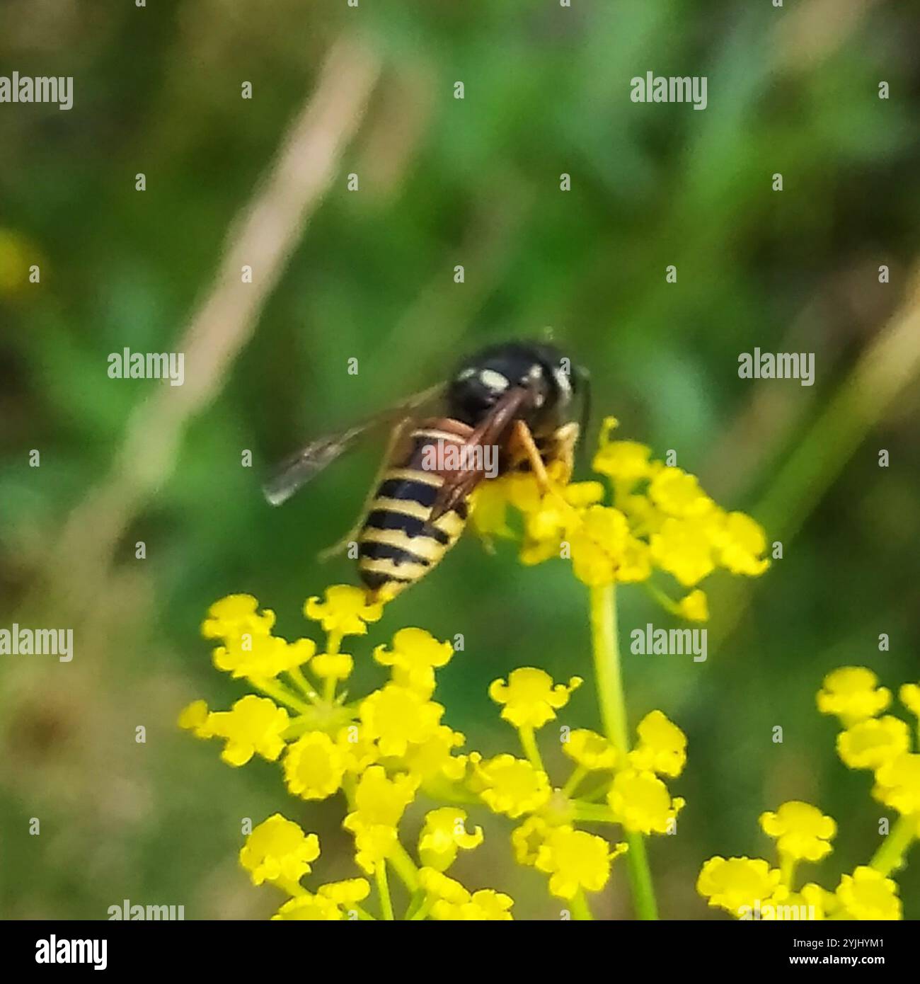 Red-banded Yellowjacket (Vespula rufa Stock Photo - Alamy