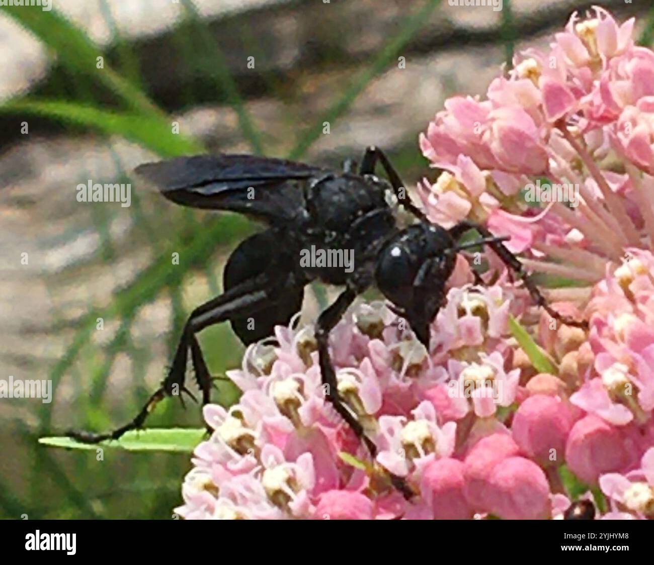 Great Black Digger Wasp (Sphex pensylvanicus Stock Photo - Alamy