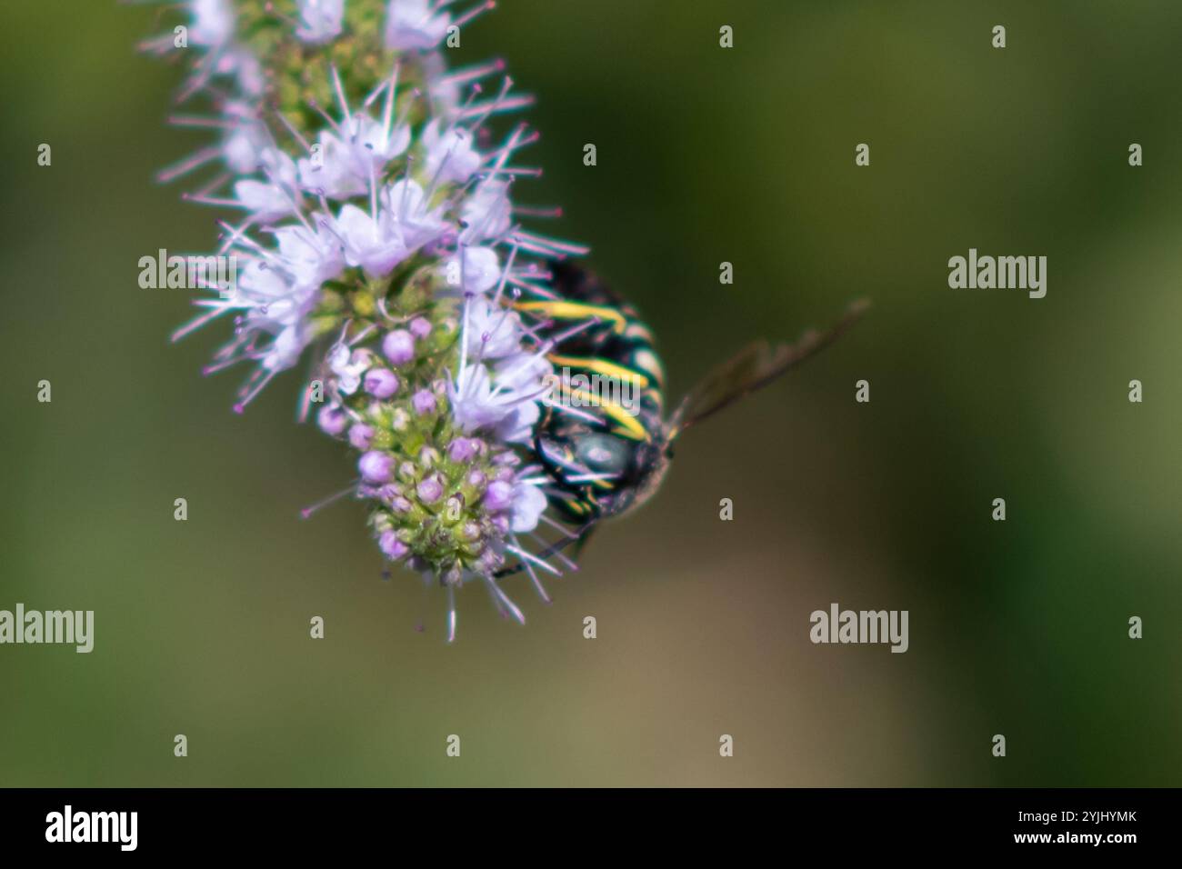 Four-banded Stink Bug Wasp (Bicyrtes quadrifasciatus Stock Photo - Alamy
