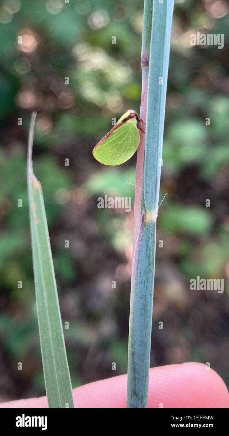 Two-striped Planthopper (Acanalonia bivittata Stock Photo - Alamy