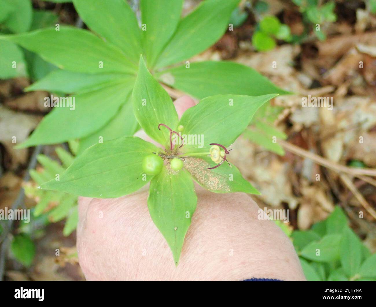 Cucumber Root (Medeola virginiana Stock Photo - Alamy
