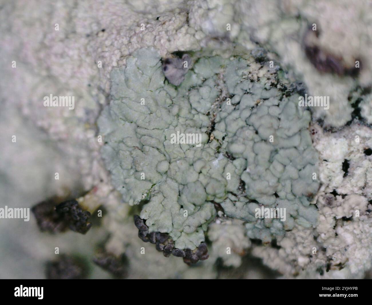 Scale Beret Lichen (Baeomyces carneus Stock Photo - Alamy