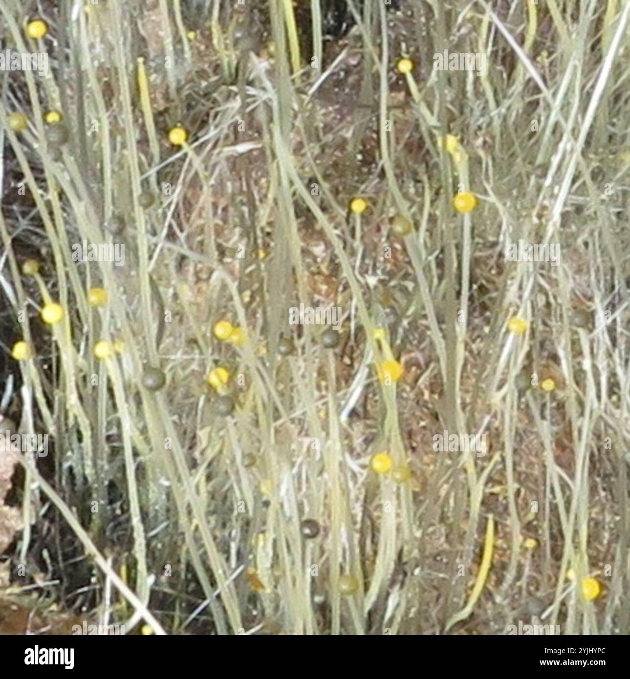 Phycomyces hi-res stock photography and images - Alamy