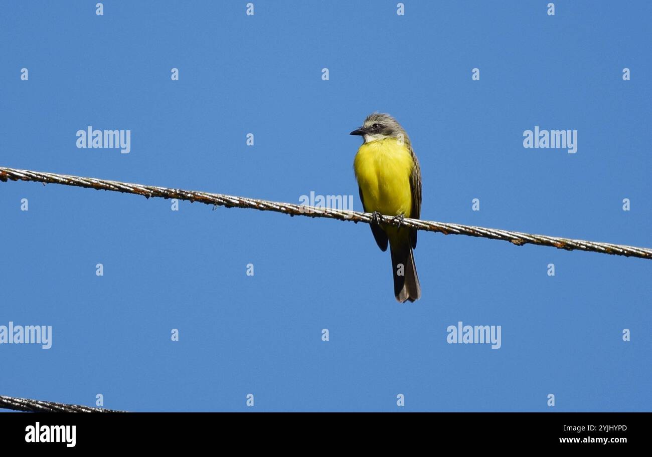 Gray-capped Flycatcher (Myiozetetes granadensis Stock Photo - Alamy