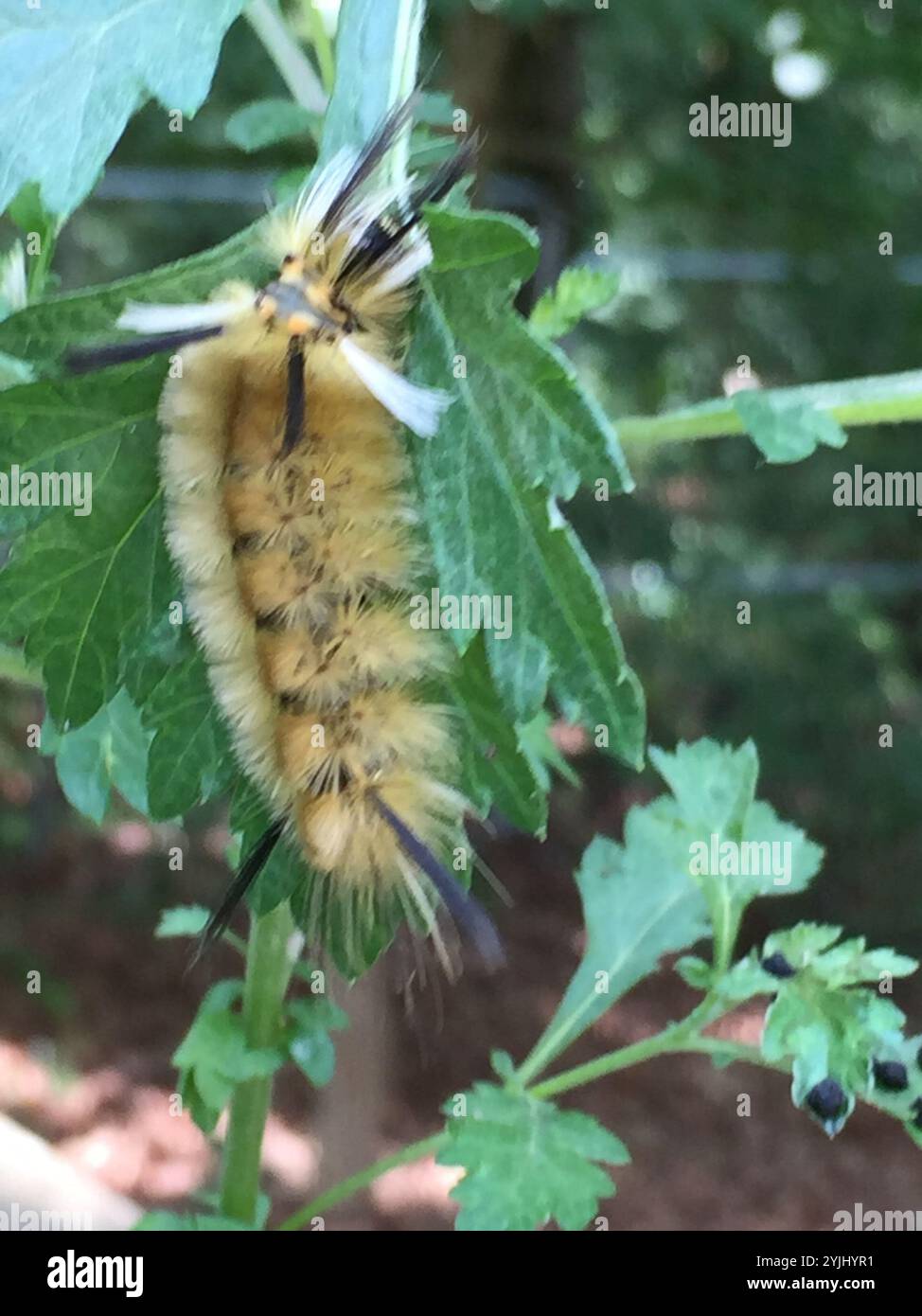 Banded Tussock Moth (Halysidota tessellaris Stock Photo - Alamy