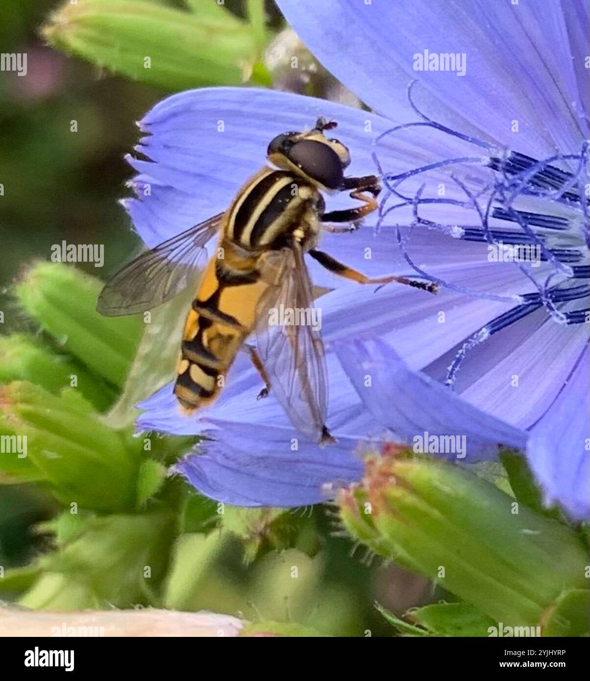 Sun Fly (Helophilus pendulus Stock Photo - Alamy