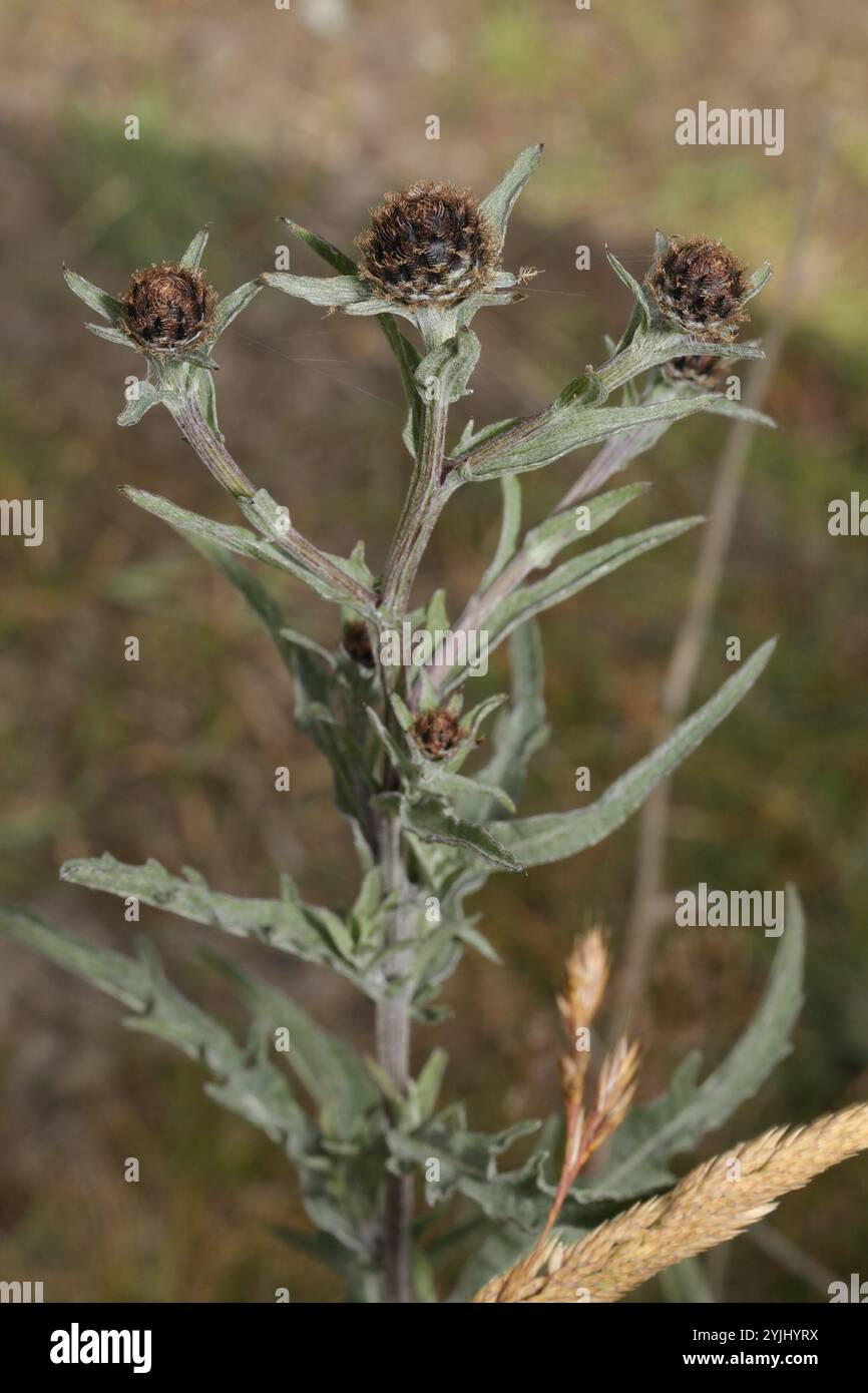 black knapweed (Centaurea nigra Stock Photo - Alamy
