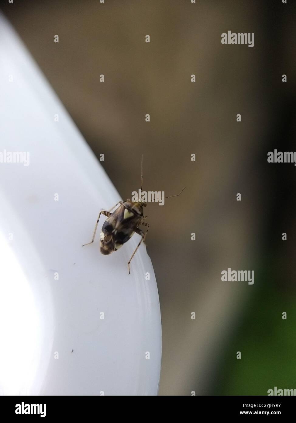 Three Spotted Nettle Bug (Liocoris tripustulatus Stock Photo - Alamy