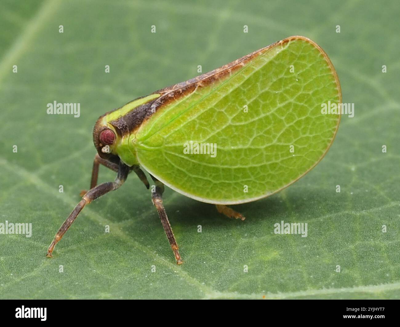 Two-striped Planthopper (Acanalonia bivittata Stock Photo - Alamy