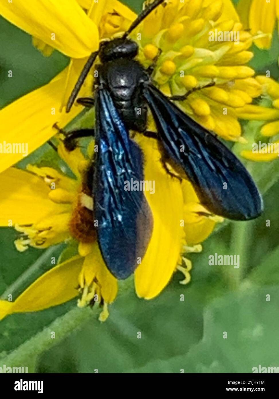 Two-spotted Scoliid Wasp (Scolia dubia dubia Stock Photo - Alamy
