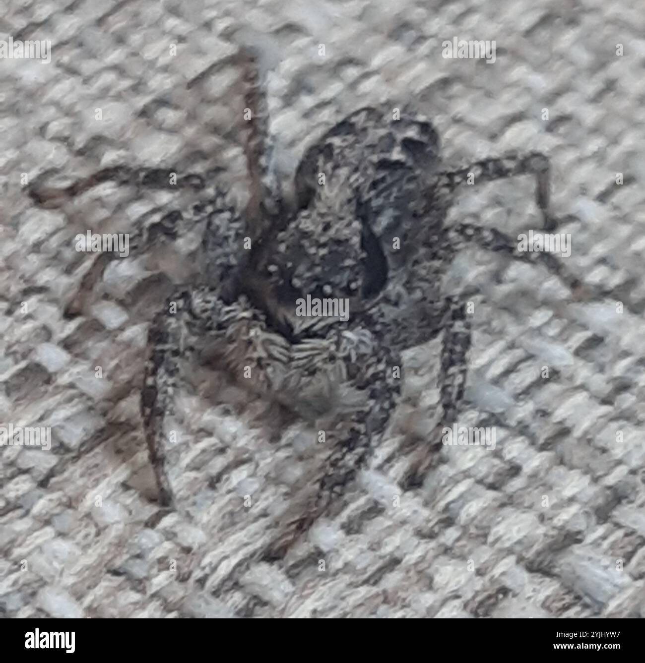 California Flattened Jumping Spider (Platycryptus californicus Stock ...