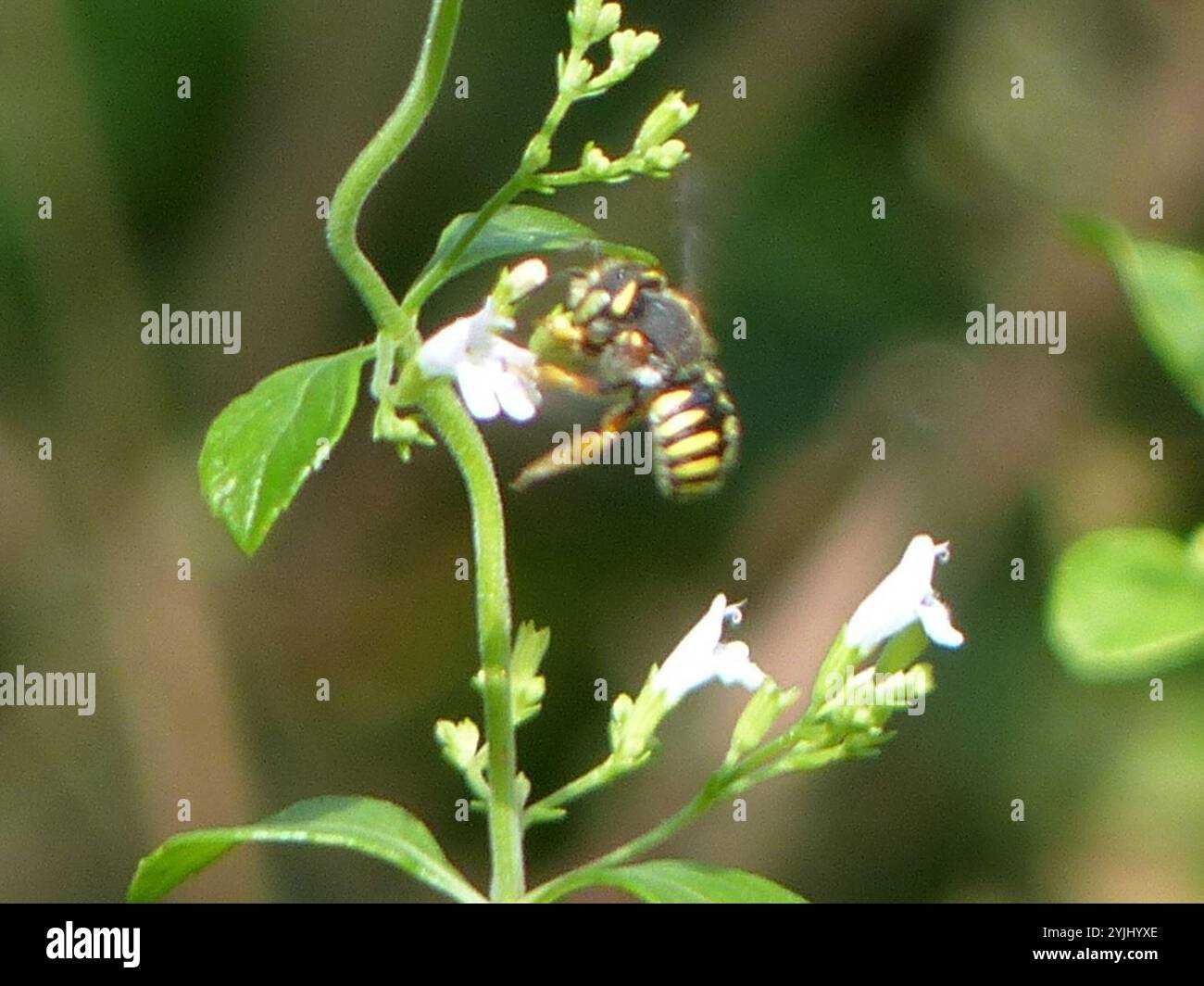 Oblongatum hi-res stock photography and images - Alamy