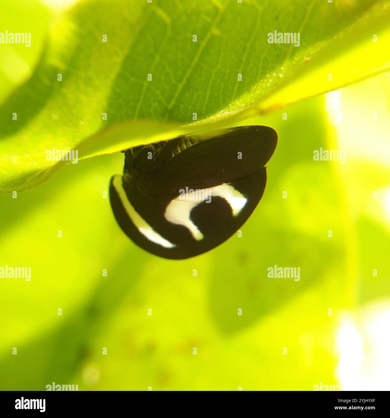 Black-and-white Treehopper (Membracis foliatafasciata Stock Photo - Alamy