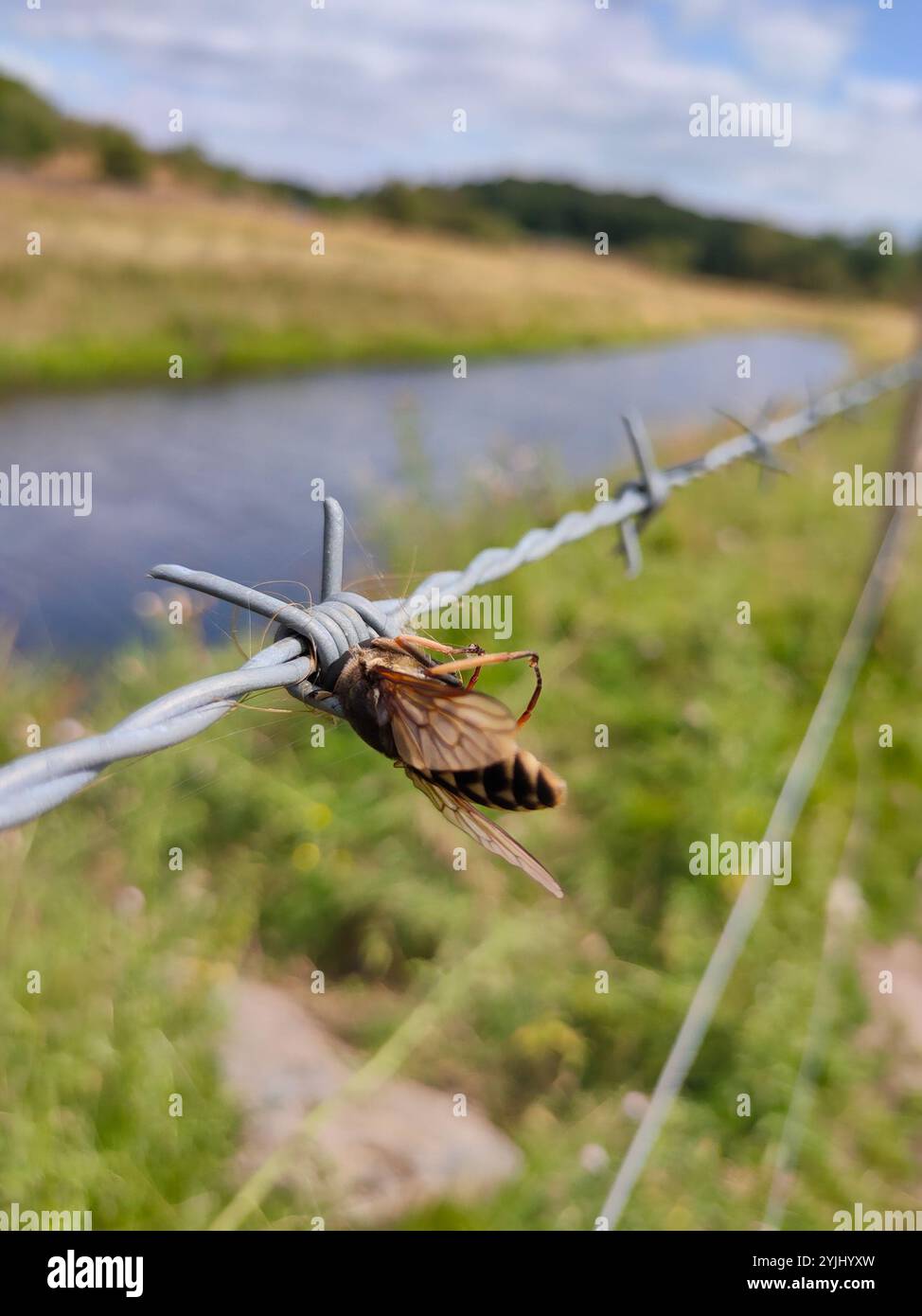 True Horse Flies (Tabanus Stock Photo - Alamy