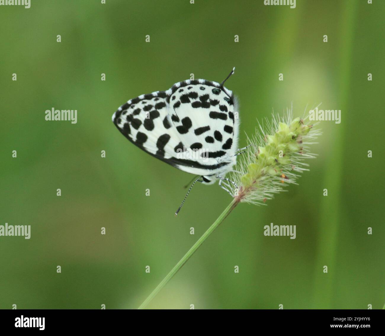 Common Pierrot (Castalius rosimon Stock Photo - Alamy