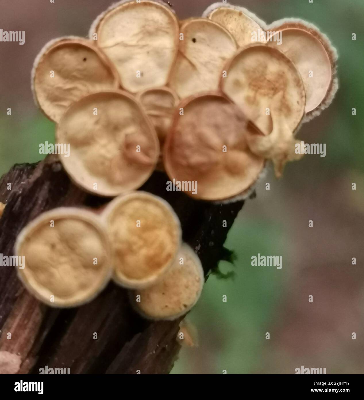 common bird's nest fungus (Crucibulum laeve Stock Photo - Alamy