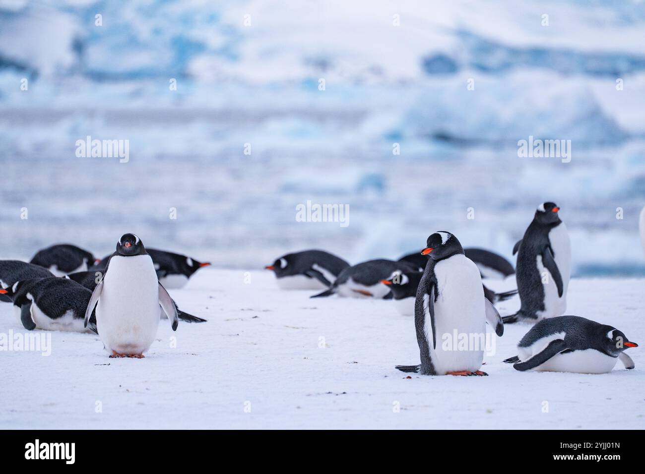 Penguins group hi-res stock photography and images - Alamy