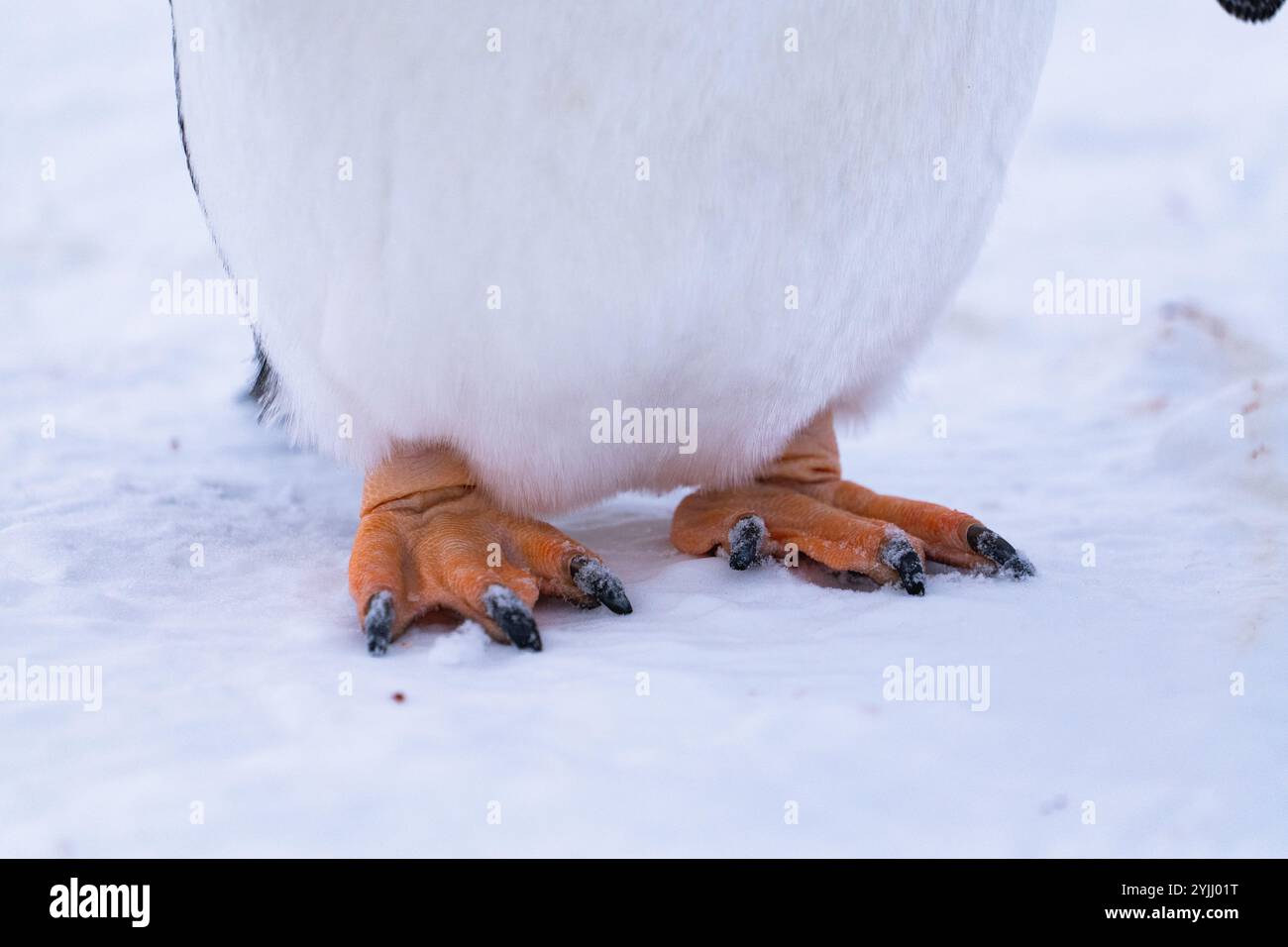 Claws bird close up hi-res stock photography and images - Alamy