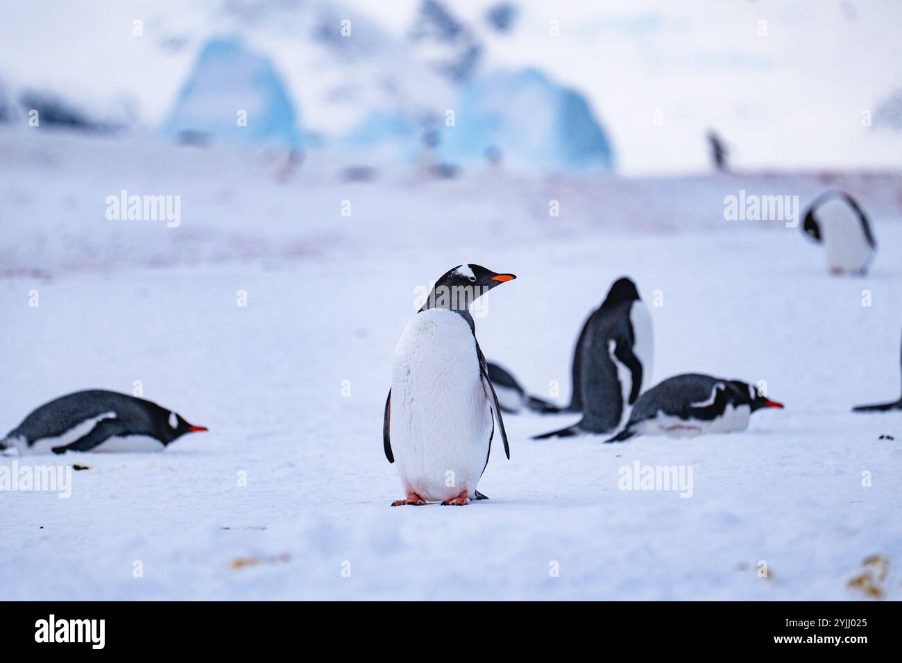 Penguins group hi-res stock photography and images - Alamy