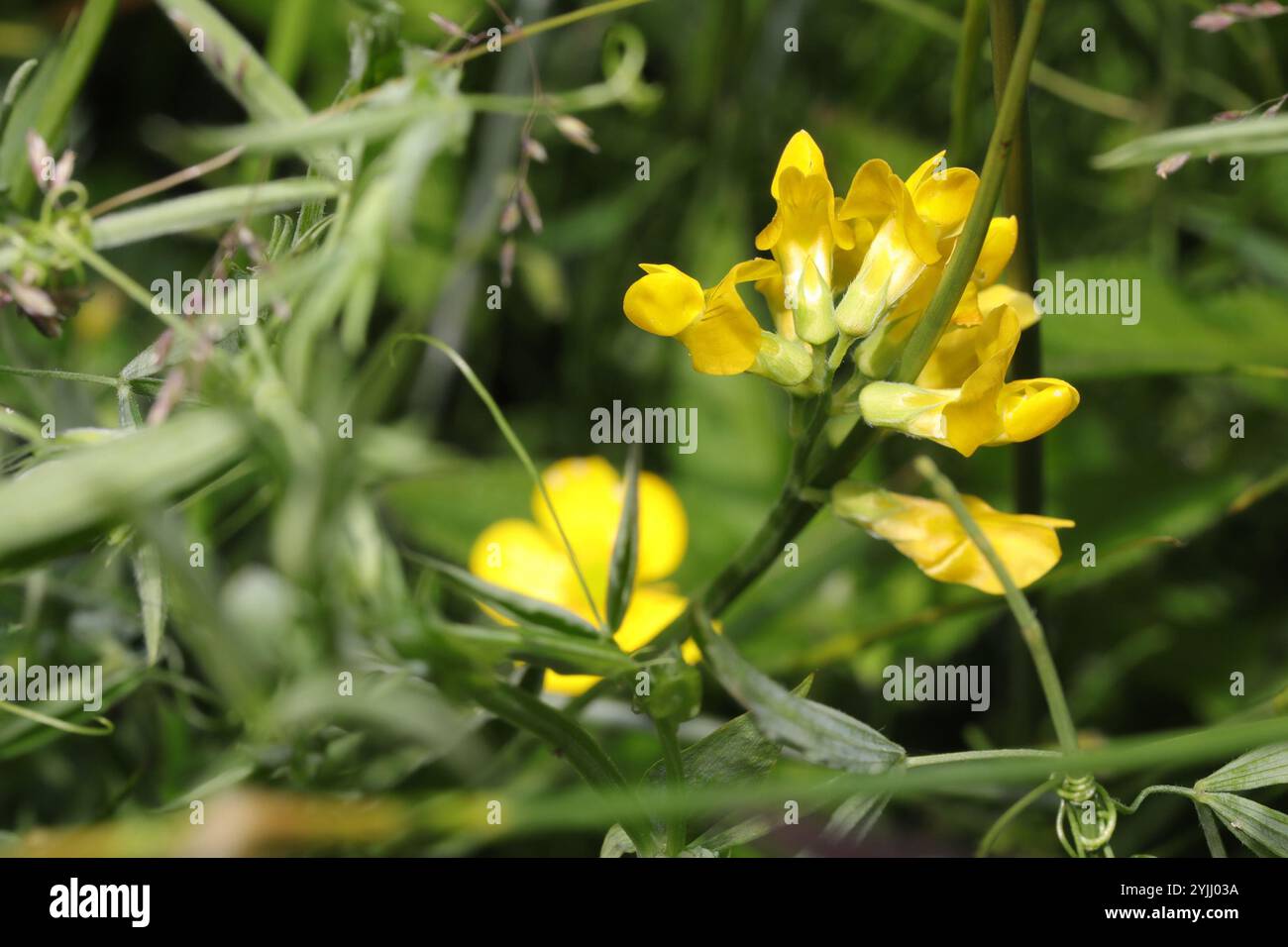meadow pea (Lathyrus pratensis Stock Photo - Alamy