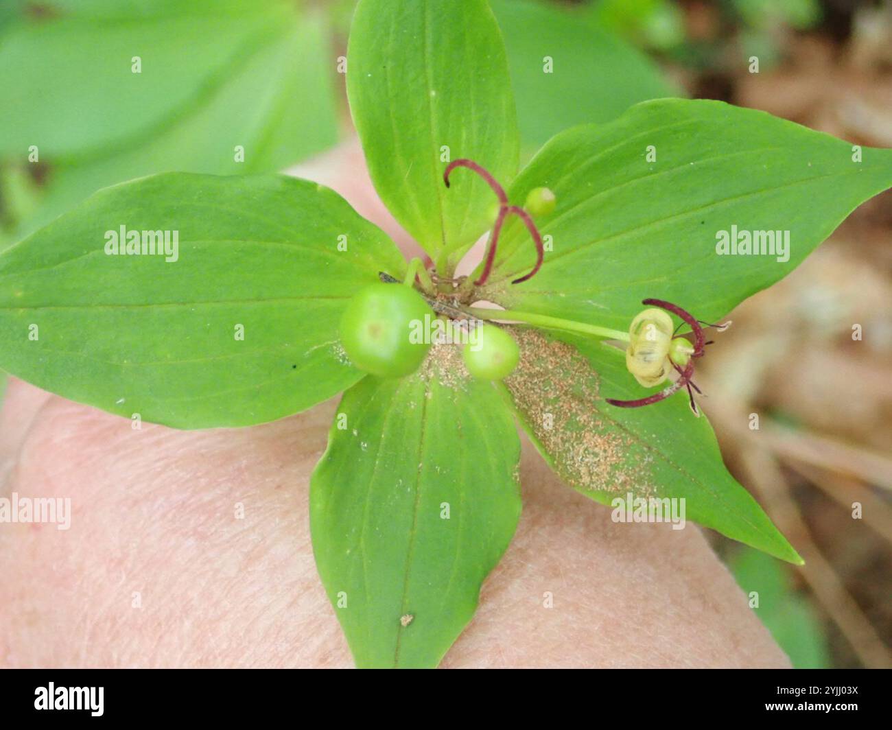 Cucumber Root (Medeola virginiana Stock Photo - Alamy