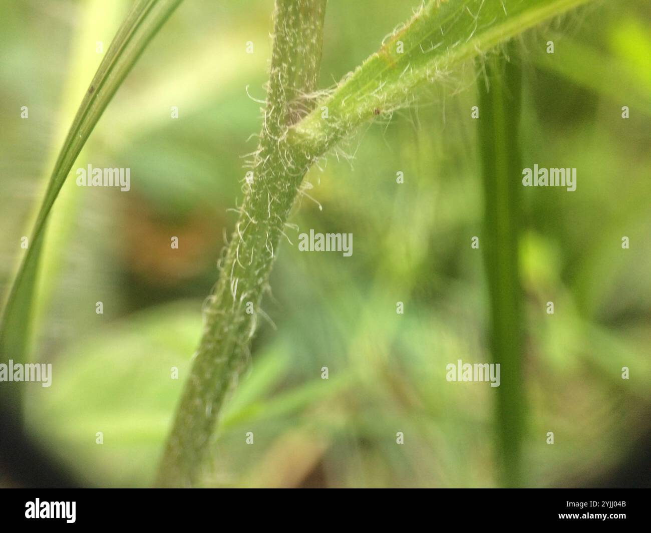 common hawkweed (Hieracium lachenalii Stock Photo - Alamy
