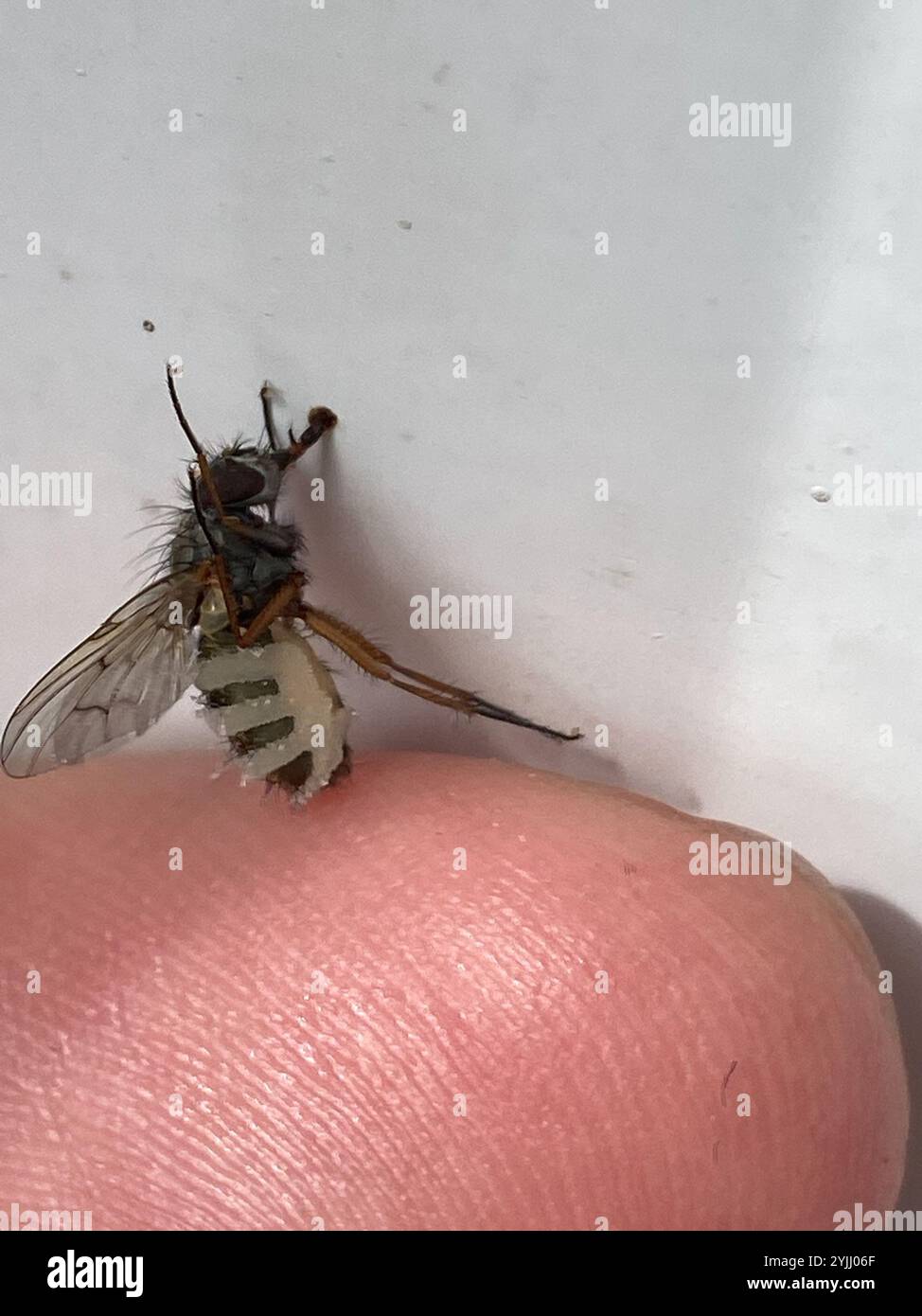 Entomophthora muscae hi-res stock photography and images - Alamy