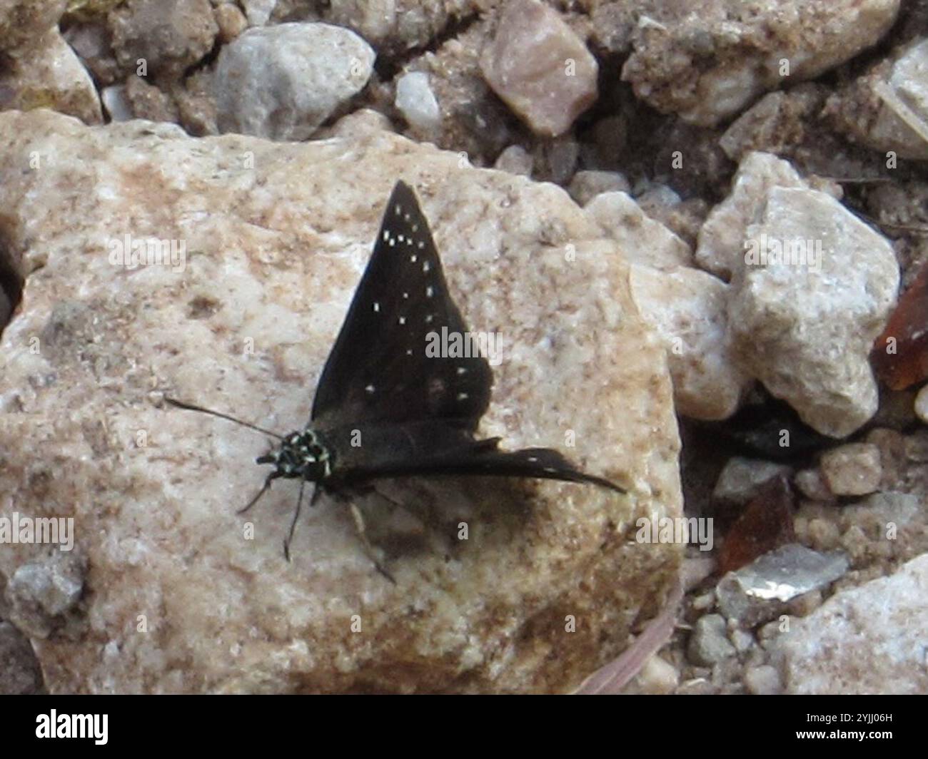 Common Sootywing (Pholisora catullus Stock Photo - Alamy
