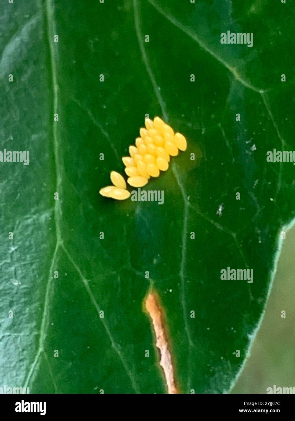 Cucujiform Beetles (Cucujiformia Stock Photo - Alamy