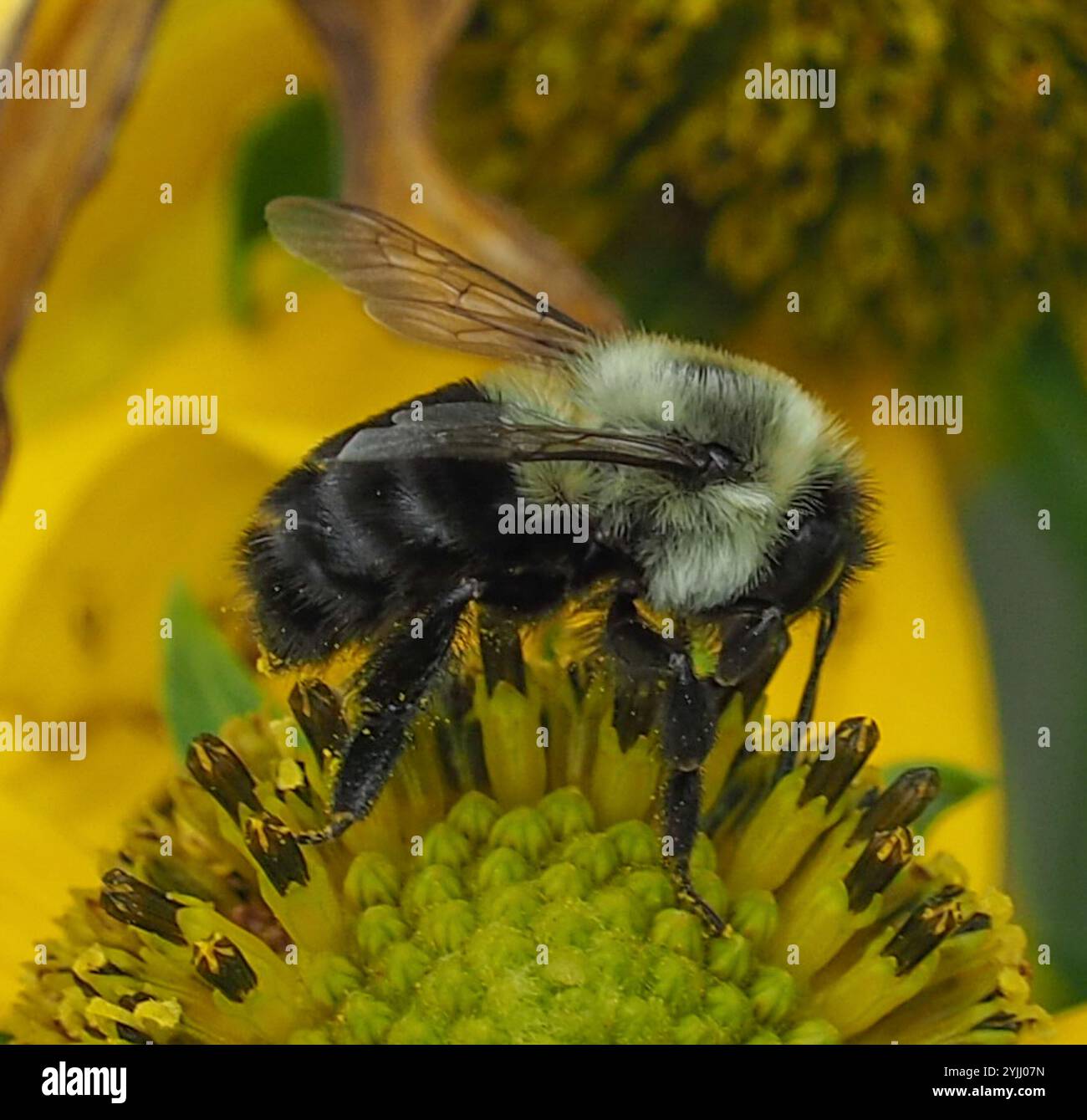 Common Eastern Bumble Bee (Bombus impatiens Stock Photo - Alamy