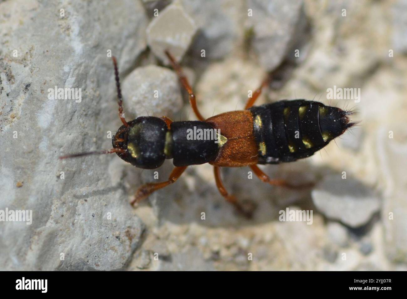 Staphylinus erythropterus hi-res stock photography and images - Alamy