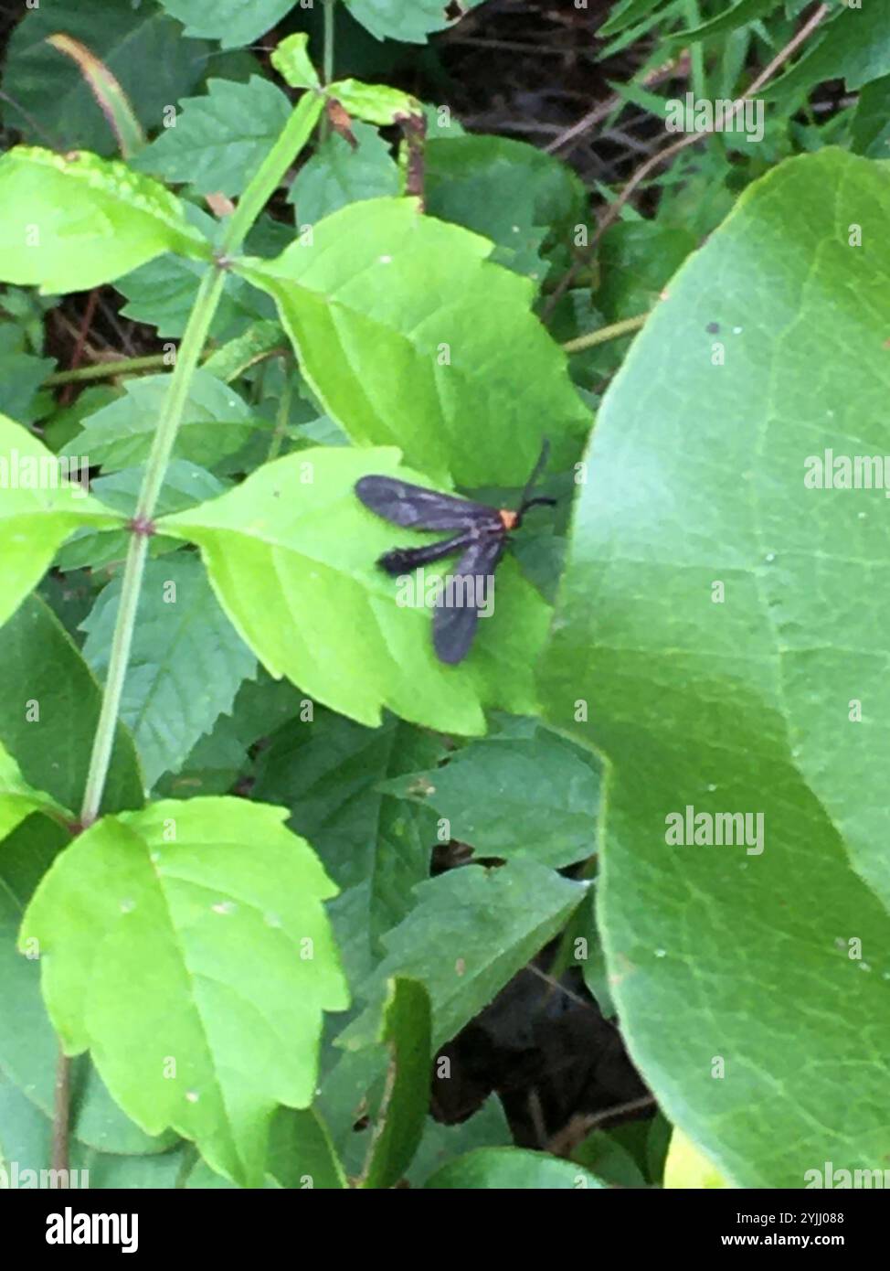 Grapeleaf Skeletonizer Moth (Harrisina americana Stock Photo - Alamy
