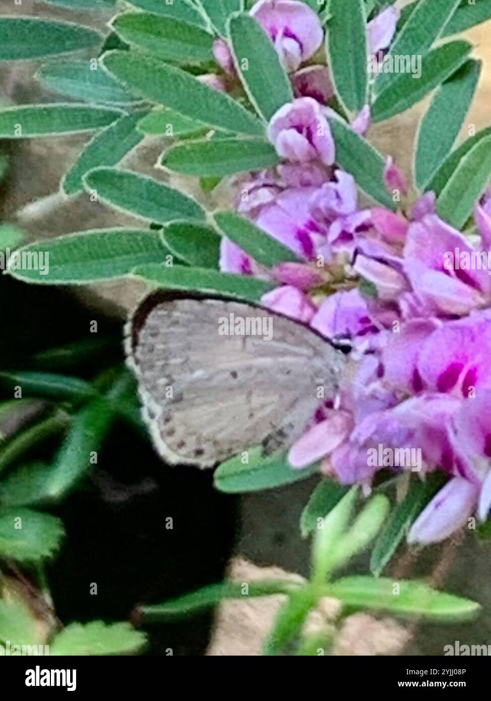 Summer Azure (Celastrina neglecta Stock Photo - Alamy