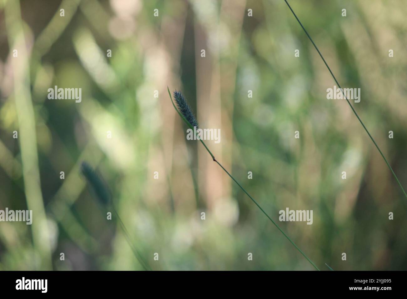 Meadow timothy phleum pratense hi-res stock photography and images - Alamy