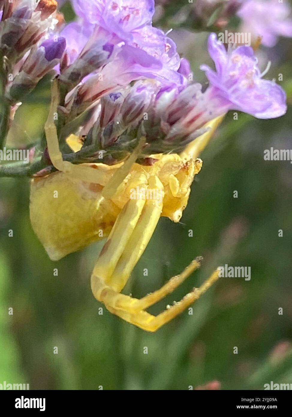 Pink Crab Spider (Thomisus onustus Stock Photo - Alamy