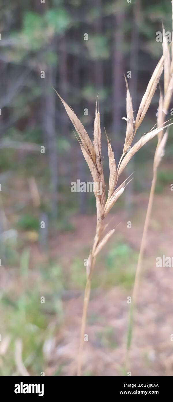 Tor-grass (Brachypodium pinnatum Stock Photo - Alamy