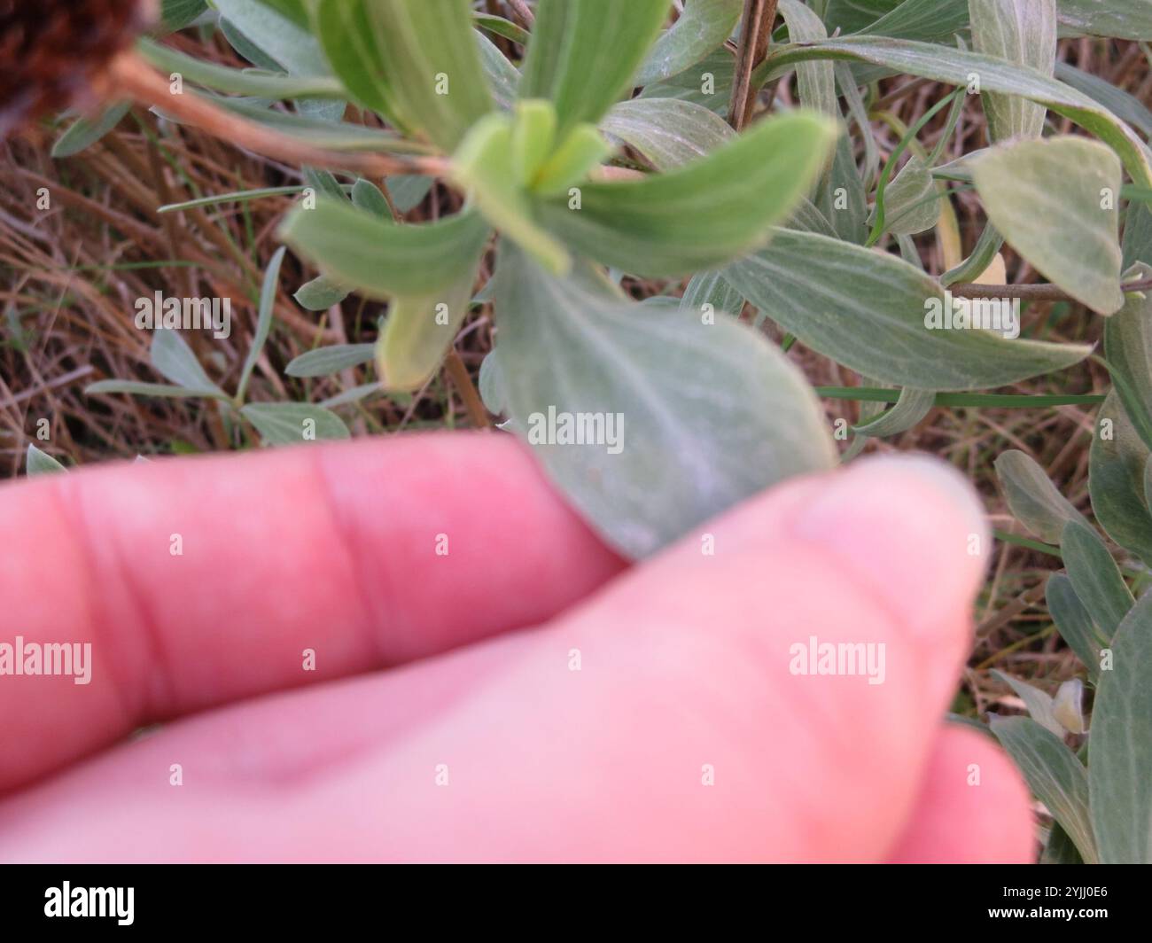 sea ox-eye (Borrichia frutescens Stock Photo - Alamy